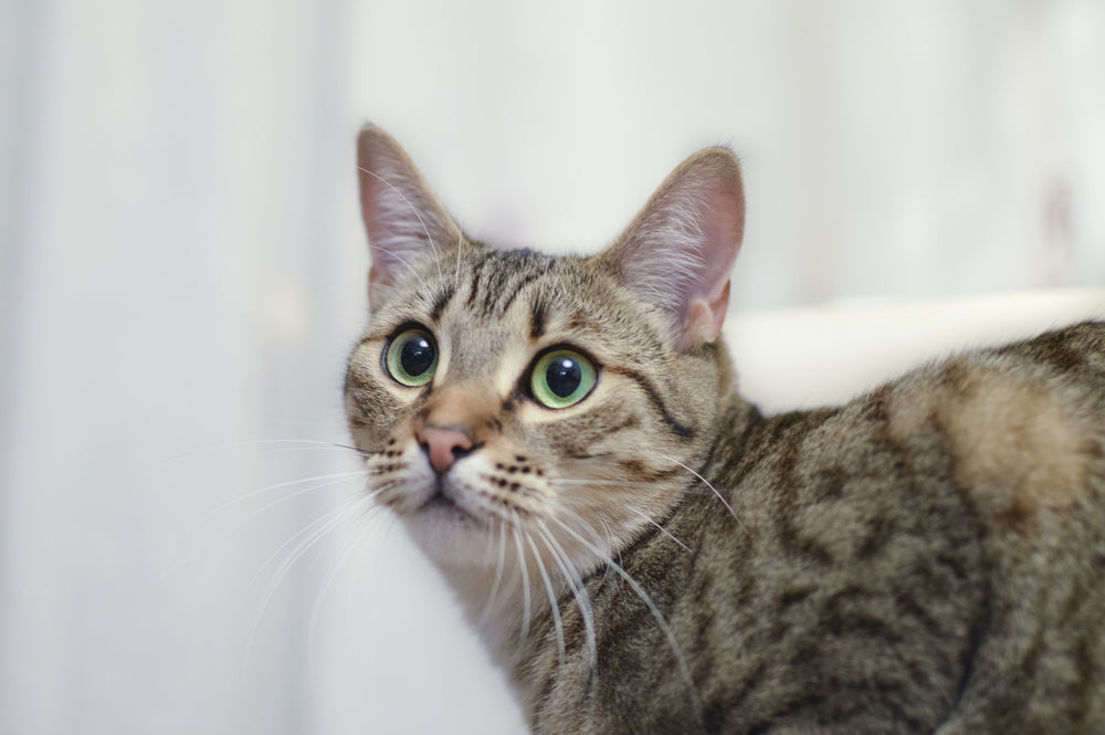 Signs and Symptoms of Ear Mites in Cats – Vetericyn