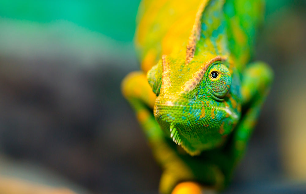 Dysecdysis in Reptiles: Everything You Need to Know – Vetericyn