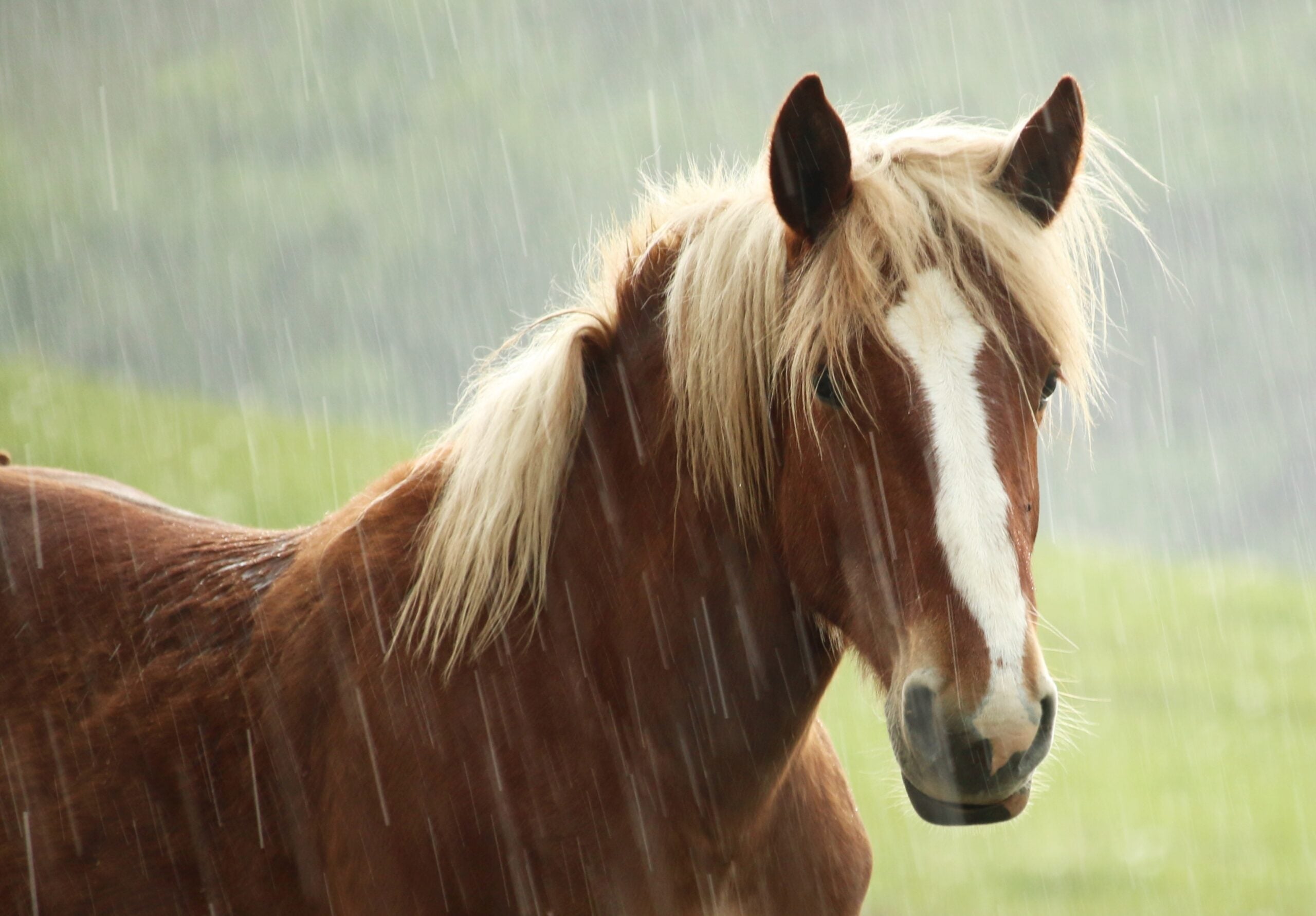 Proud Flesh in Horses: Causes & Treatment Options – Vetericyn