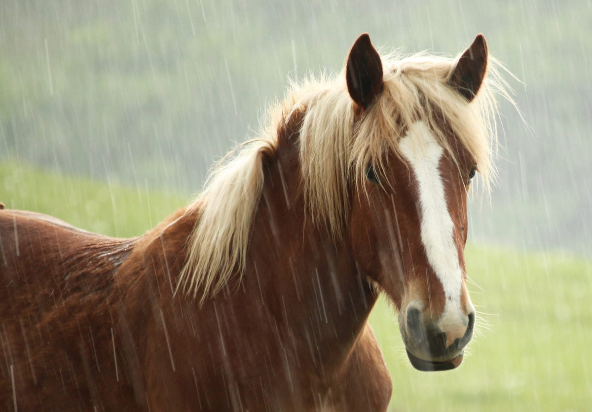 Proud Flesh in Horses: Causes & Treatment Options – Vetericyn