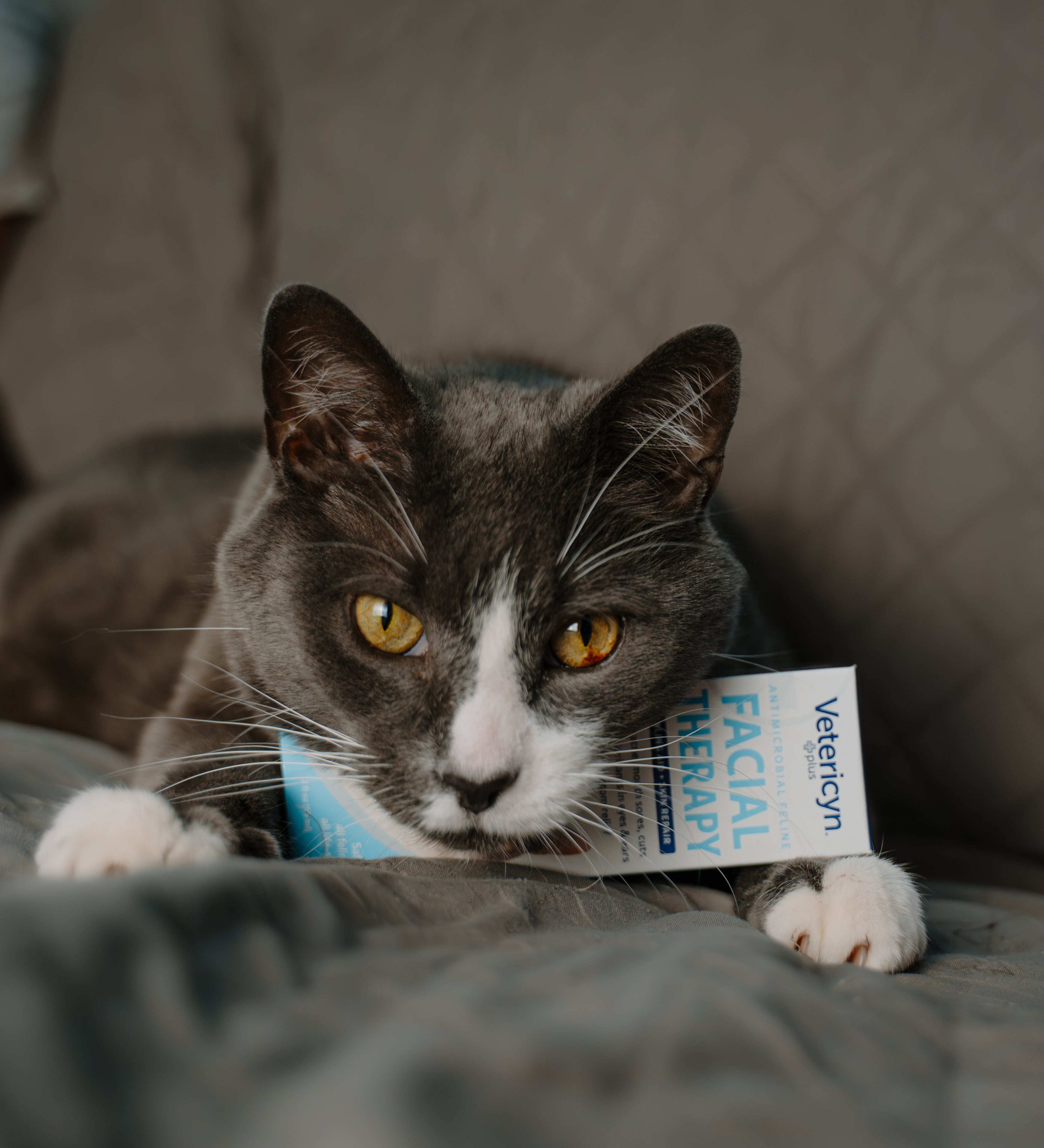 Cat Care Products – Vetericyn Animal Wellness