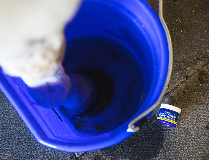 Hoof Soak Farrier Program – Vetericyn