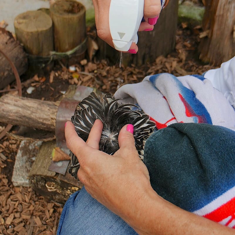 Vetericyn Plus® Antimicrobial Poultry Care – Vetericyn