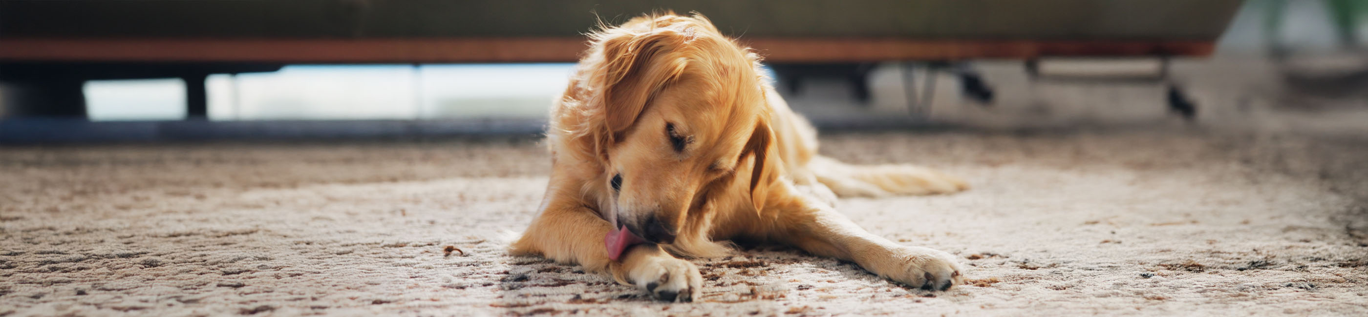 Pet Skin Care Products for Dogs, Cats, & More – Vetericyn